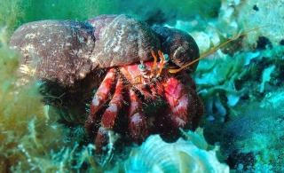 Uscita doppia immersione sub breve distanza da 65€ | Yumping