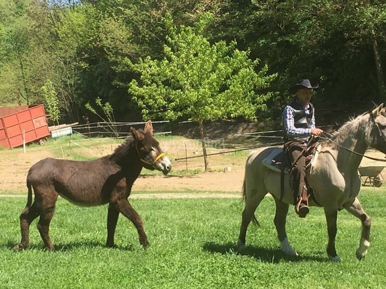 Donkey Ranch asd, prezzi e prenotazioni 2025 | Yumping